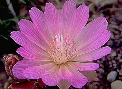 Bitterroot - Health-Giving Wildflower | Help Yourself | The Healthiest ...